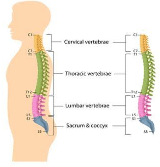 ChiroDoc Coccyx Cushion Review | Best for Office Chairs